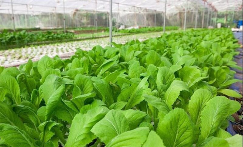 Phân bón cho rau củ quả - Cửa hàng Vật tư nông nghiệp Leo Lyn Garden