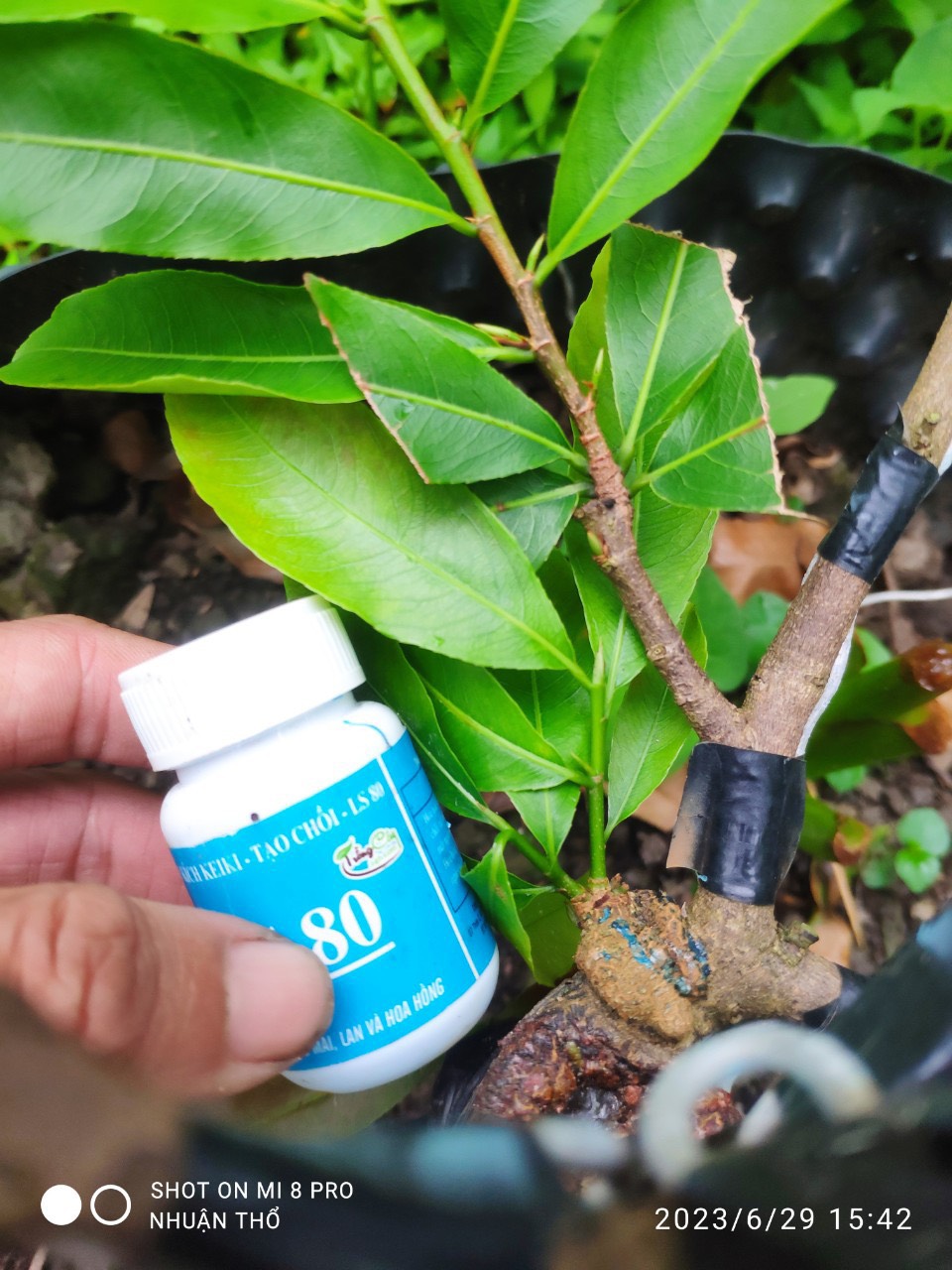 Thuốc hỗ trợ trồng cây - Cửa hàng Vật tư nông nghiệp Leo Lyn Garden